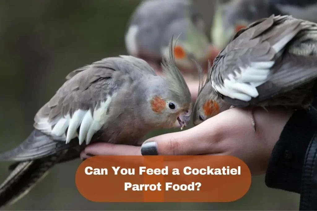 Can You Feed a Cockatiel Parrot Food? Risks & Benefits! - Wild Bird Web