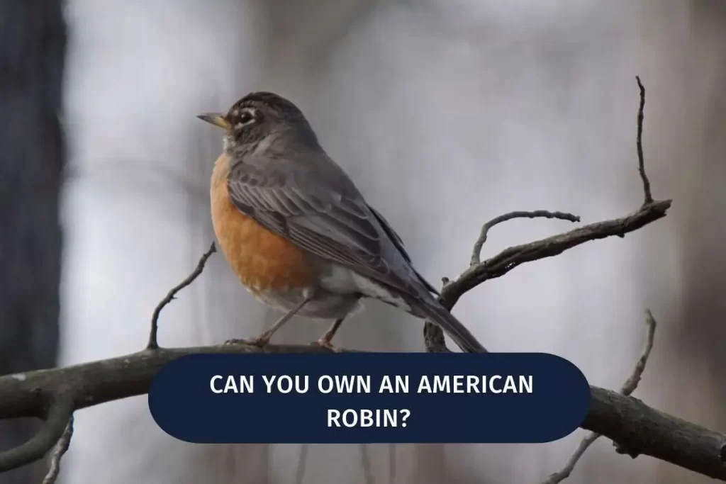 Can You Own a American Robin? Laws, Rules & Regulations!