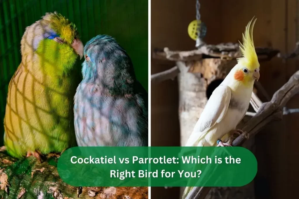 Cockatiel vs Parrotlet: Which is the Right Bird for You?