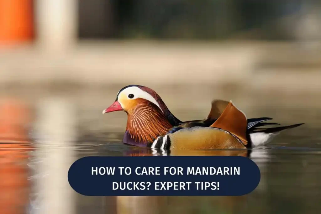 How To Care for Mandarin Ducks? Expert Tips! - Wild Bird Web