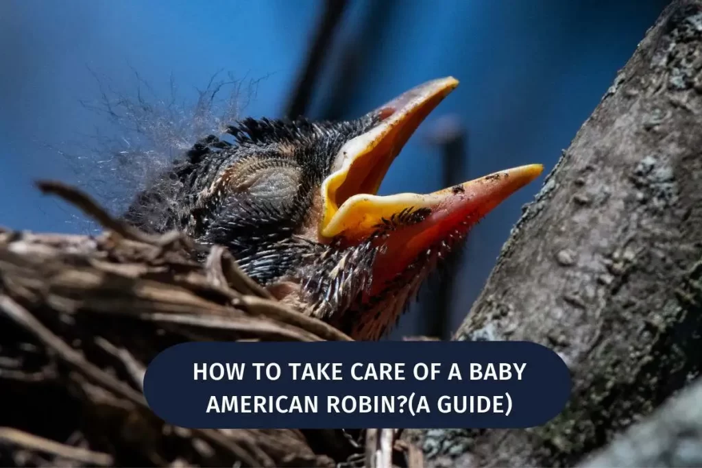 How To Take Care Of A Baby American Robin?(A Guide)
