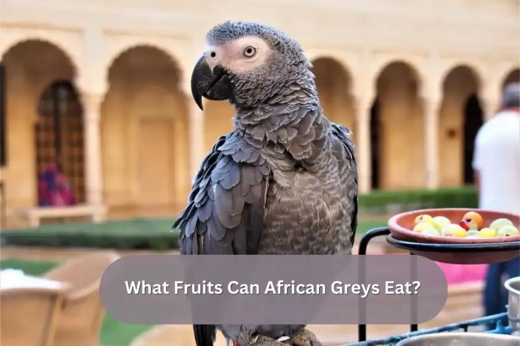 What Fruits Can African Greys Eat? Safe & Unsafe Fruit List!