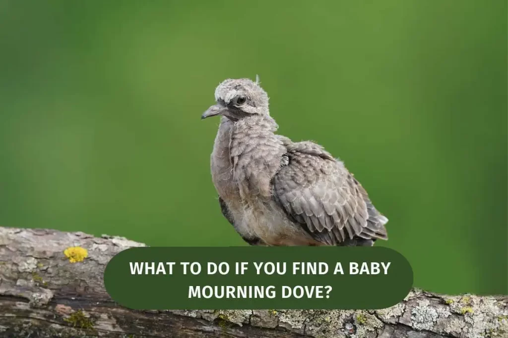 What To Do If You Find a Baby Mourning Dove? (5 Things)