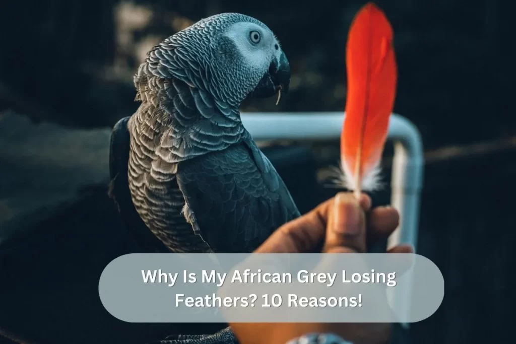 Why Is My African Grey Losing Feathers? 10 Reasons!