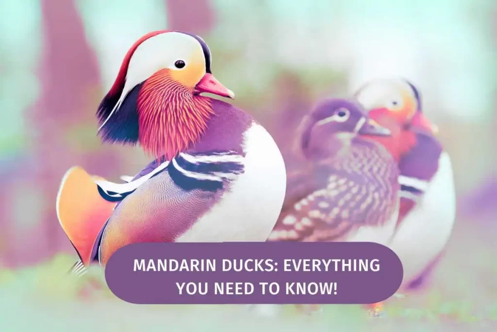 Mandarin Ducks: Everything You Need To Know! [2023]