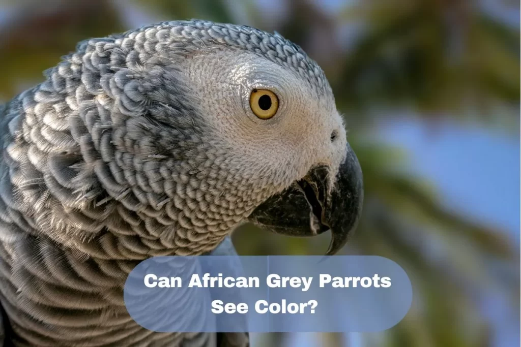 Can African Grey Parrots See Color? - Wild Bird Web